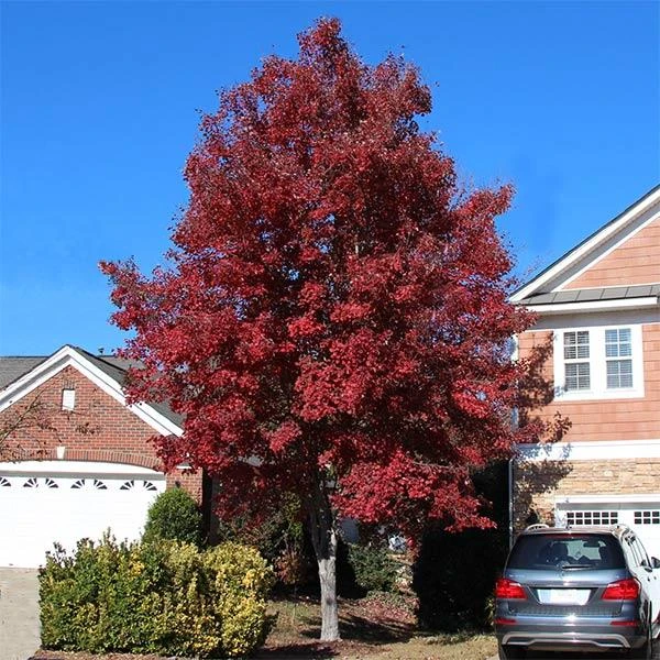 Intricate American Red Maple Tree Patterns to Elevate Your Style in the ...